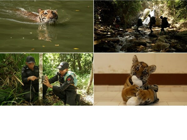 CNN's Mission Tiger conservation programme shows positive results
